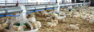 Wyposażenie fermy dla producentów mięsa drobiowego | Vencomatic