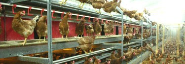 Wyposażenie fermy dla producentów jaj konsupcyjnych | Vencomatic